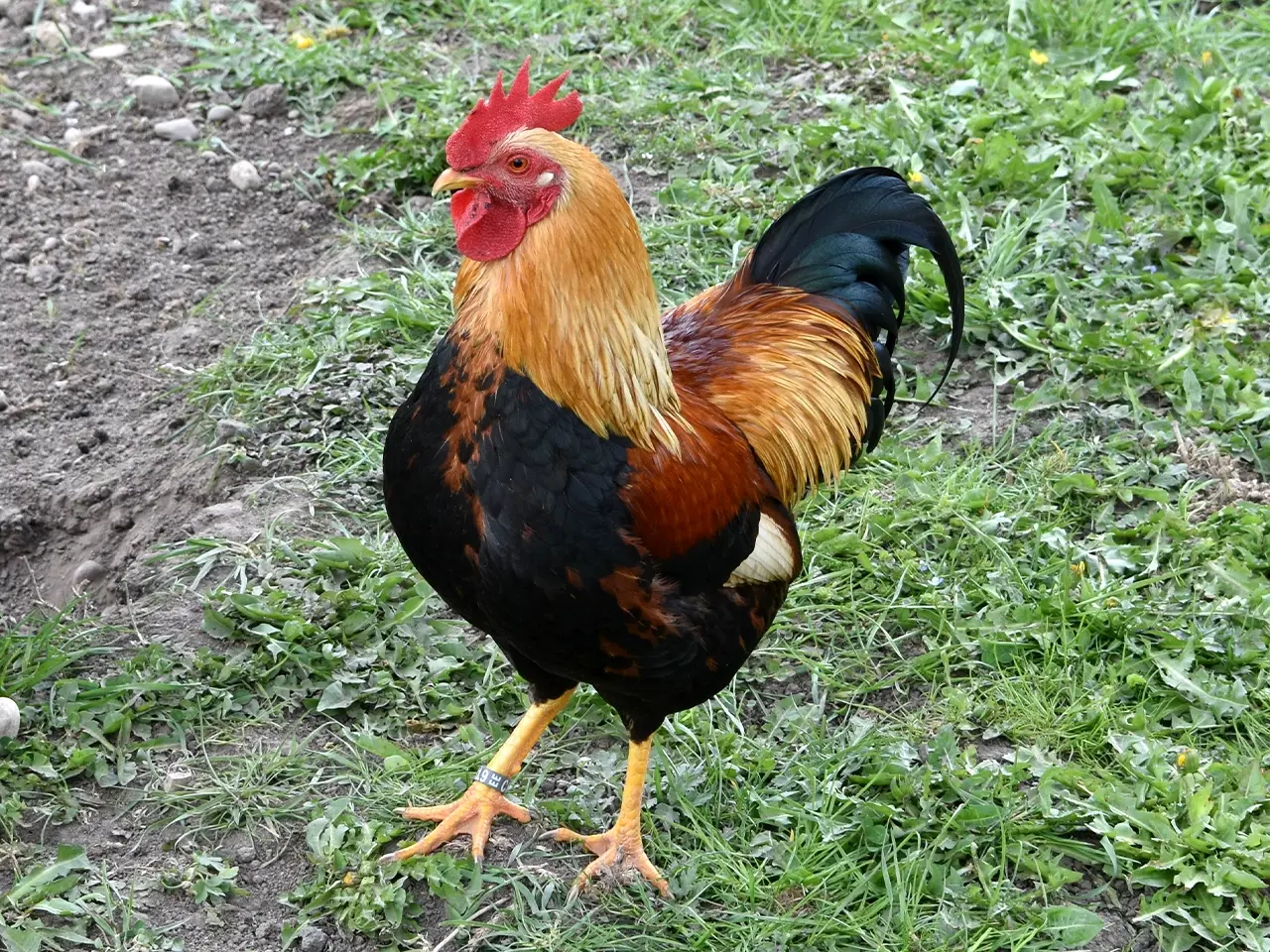 Legkippen kopen - Floralux