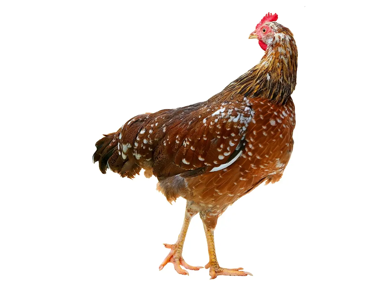 Legkippen kopen - Floralux