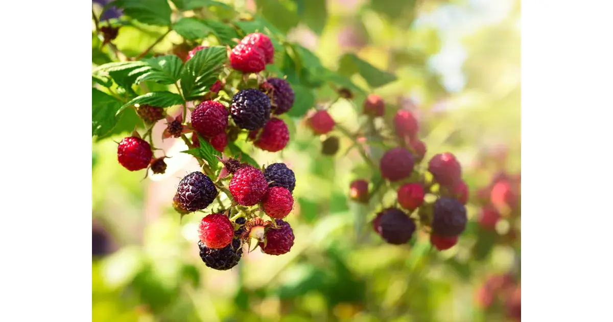 Een snoephaag - Floralux