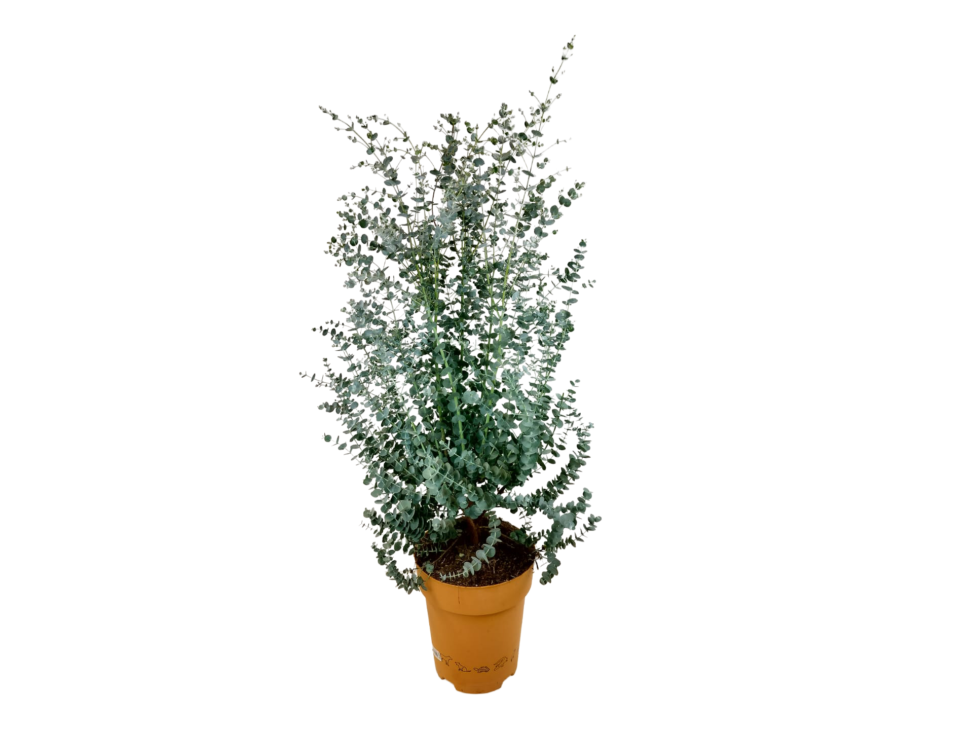 Eucalyptus G. Azura D. Dreams - Floralux