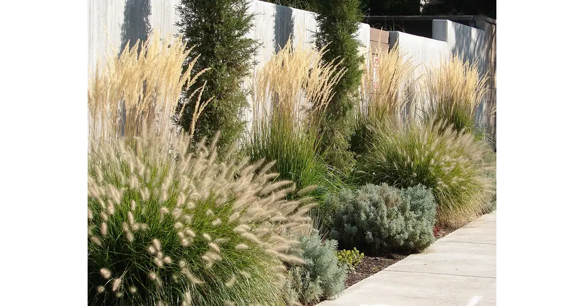 Zet een gras op je terras en een pluim in je tuin - Floralux