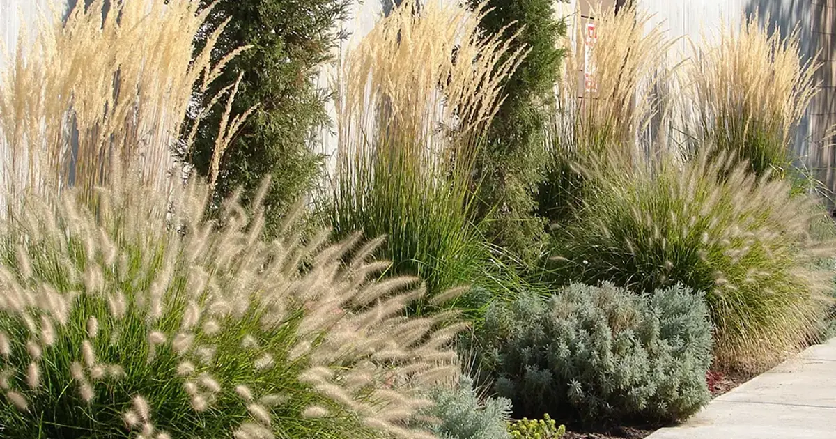 Zet een gras op je terras en een pluim in je tuin - Floralux