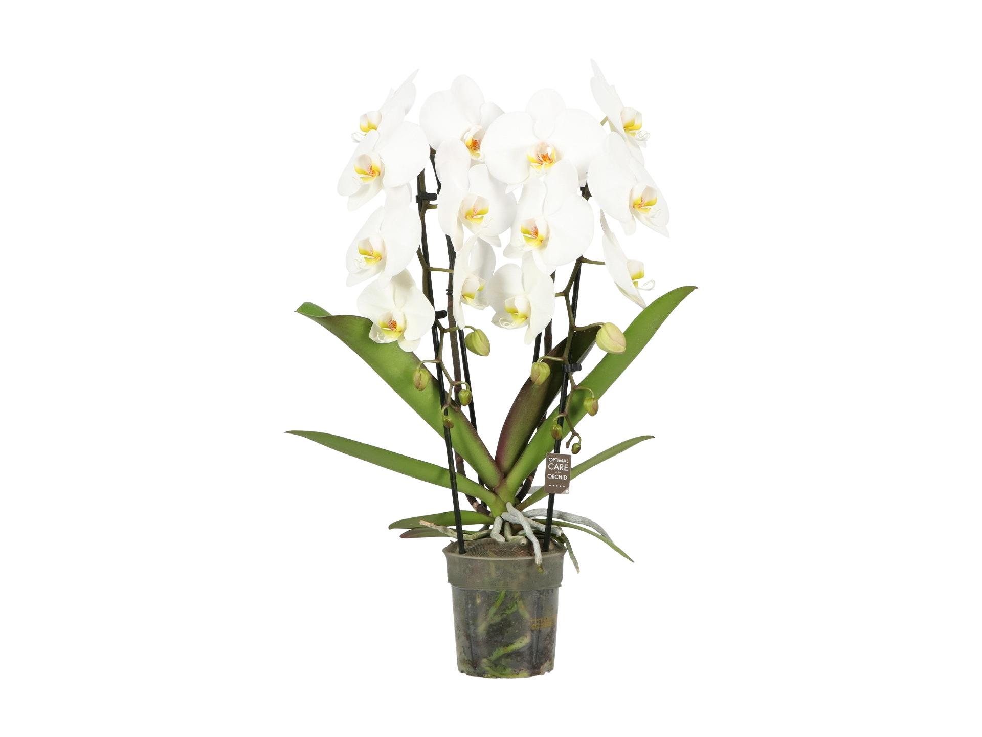 Phalaenopsis Elegant Cascade blanc promo - Floralux