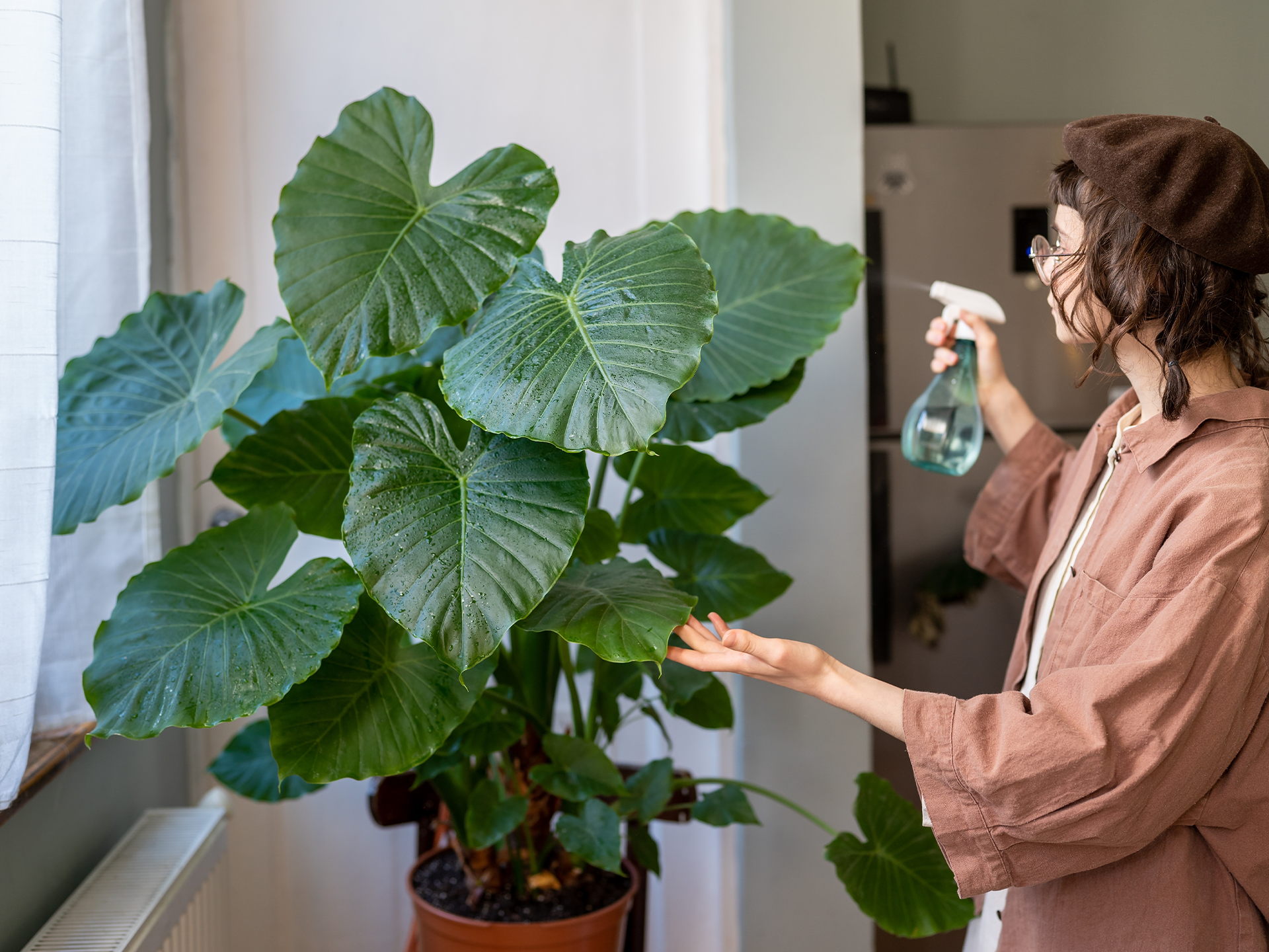 Alocasia Macrorrhiza - Floralux
