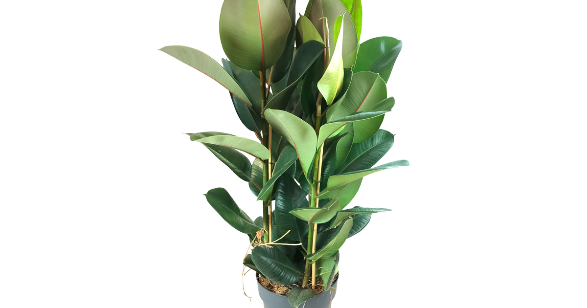 Ficus Robusta