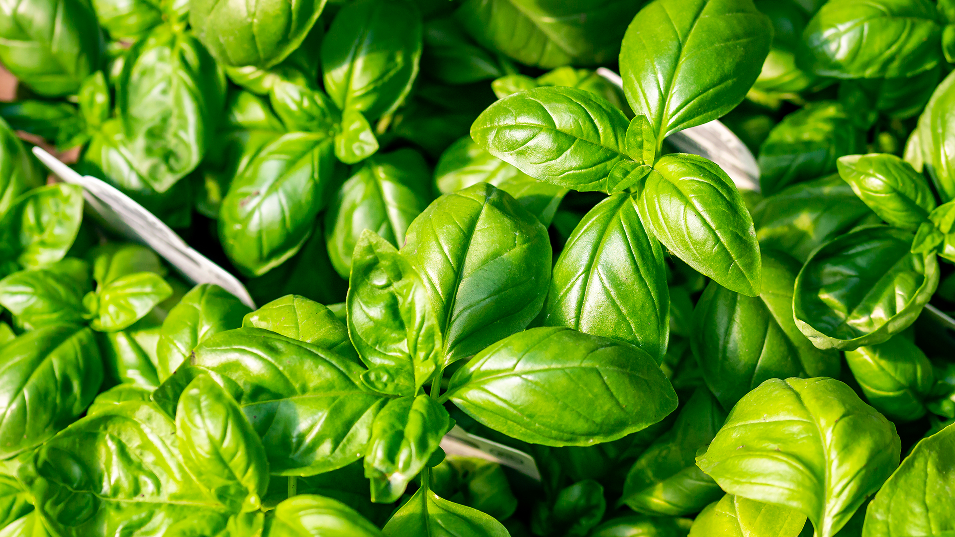 Hoe Plant Ik Basilicum Floralux Hoe Plant Ik Basilicum Floralux
