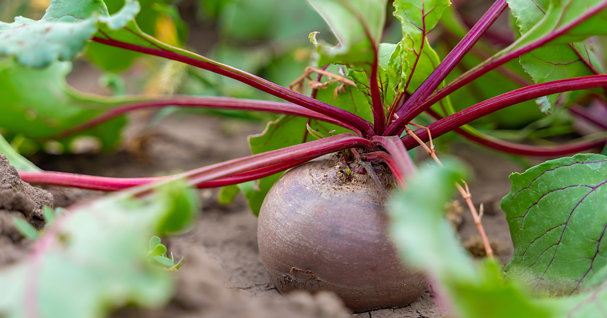 Hoe plant ik bieten? - Floralux
