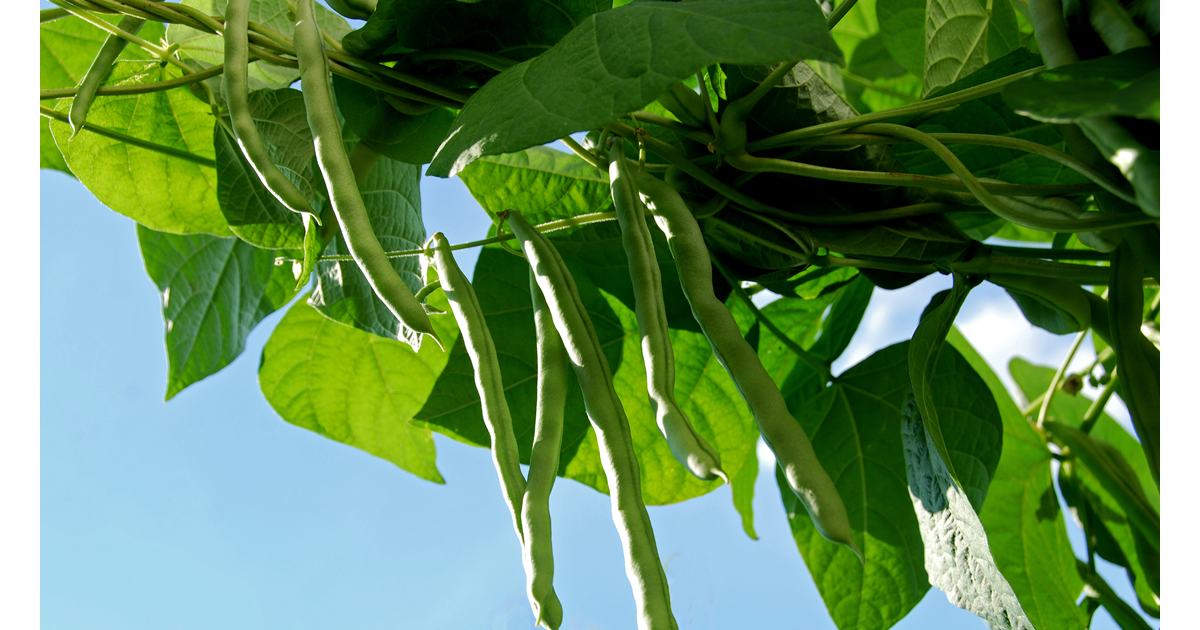 Hoe plant ik bonen? - Floralux