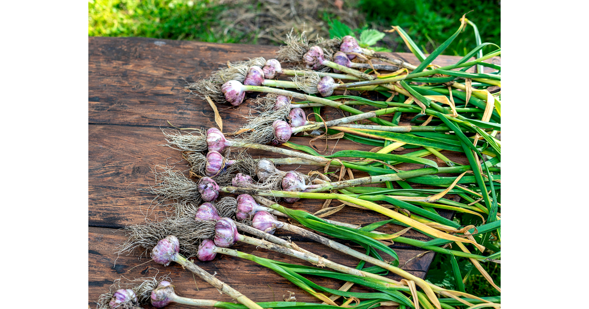 Hoe plant ik knoflook? - Floralux