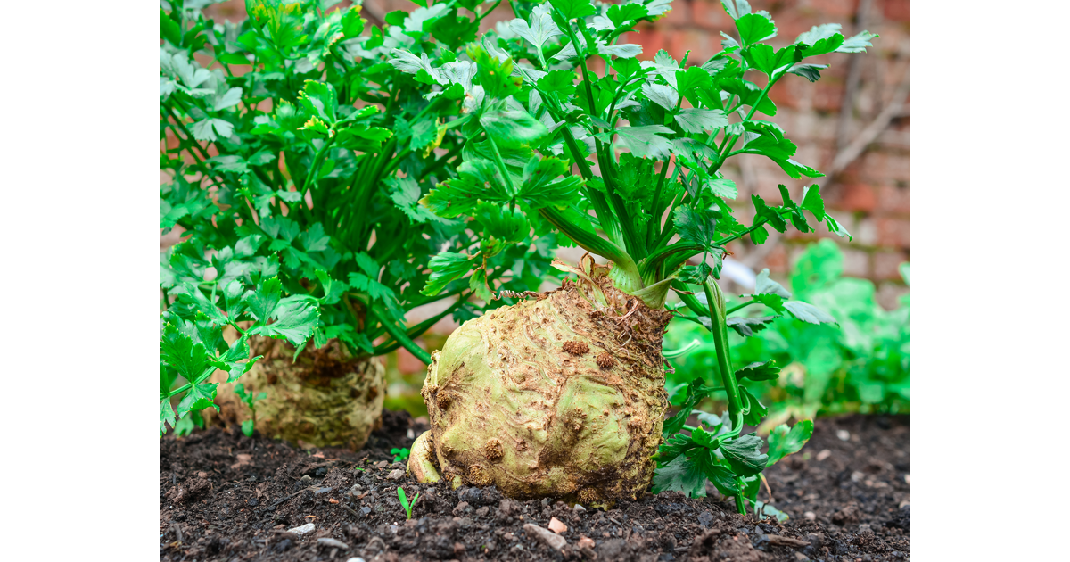 hoe plant ik knolselder? - Floralux