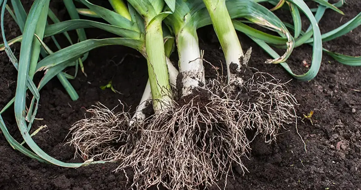 hoe plant ik prei? - Floralux