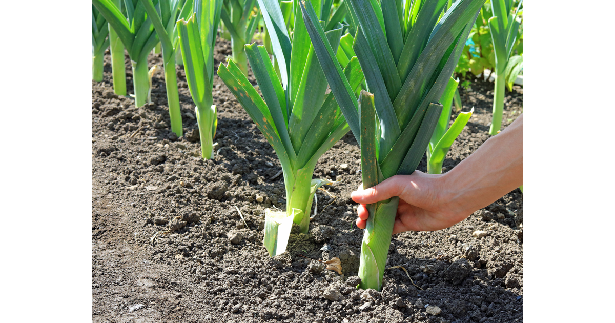 hoe plant ik prei? - Floralux