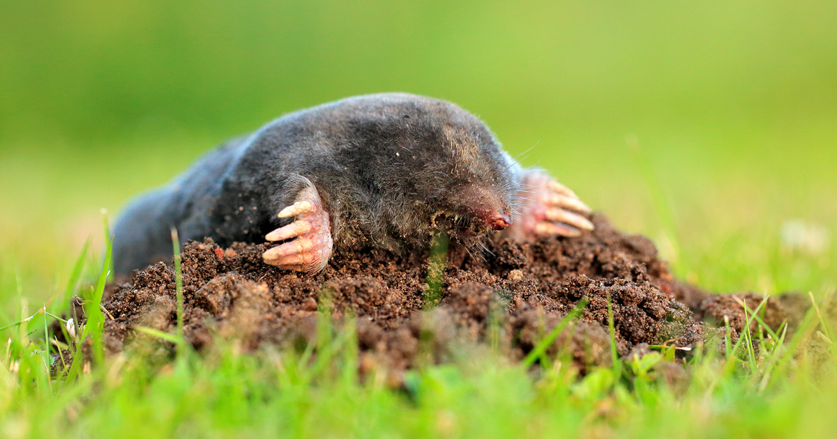 Hoe houd ik mollen weg uit mijn tuin? - Floralux