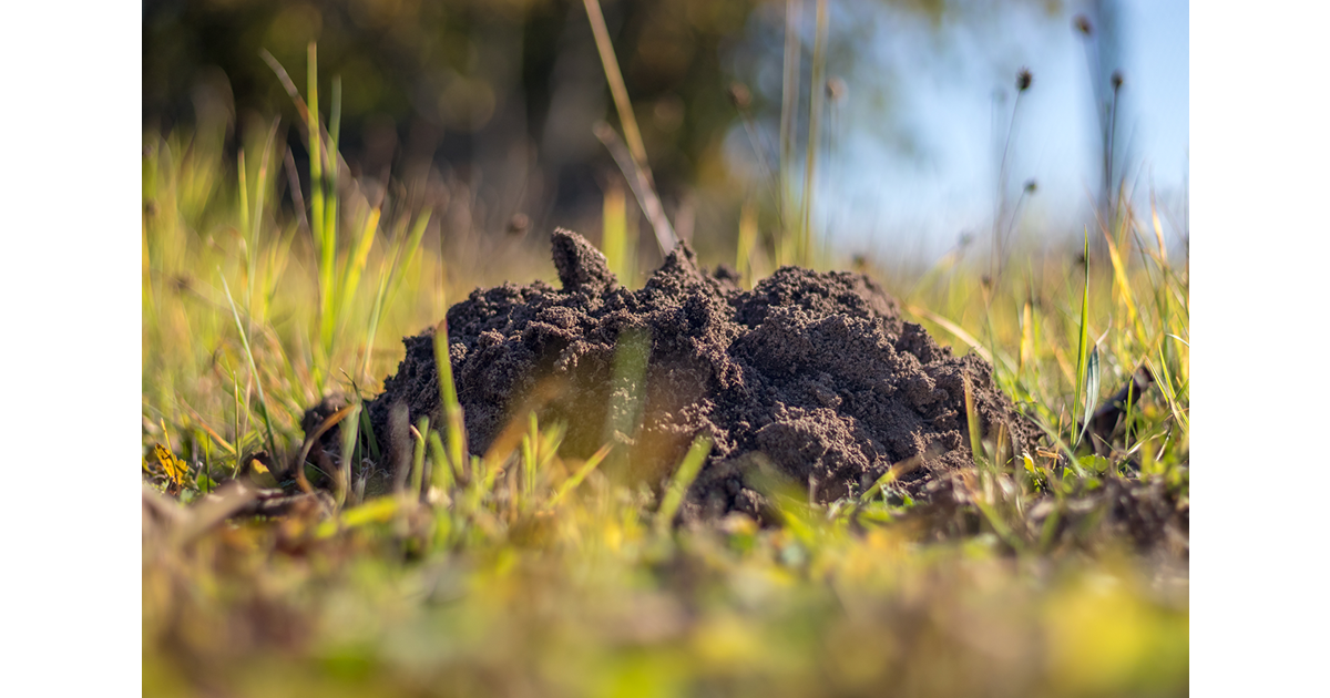 Ongedierte - Floralux