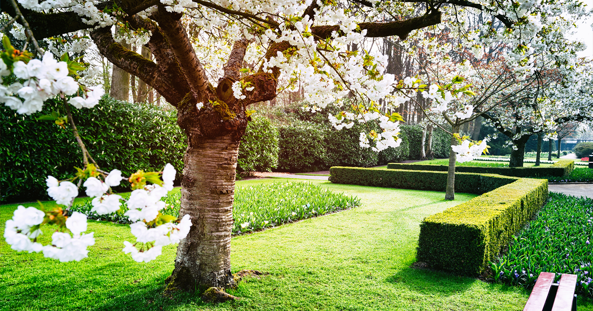 Hoe plant ik een sierboom? - Floralux